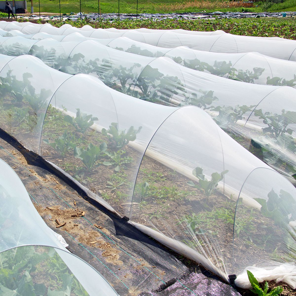 Crop Protection Netting X260cm Pg Horticulture Ltd