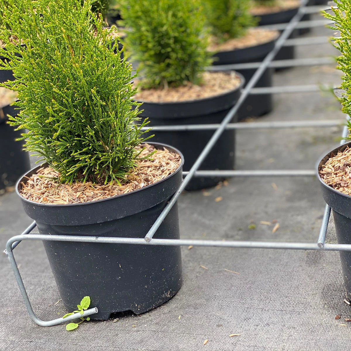 Pot Support Display System V-Feet Rack – PG Horticulture Ltd