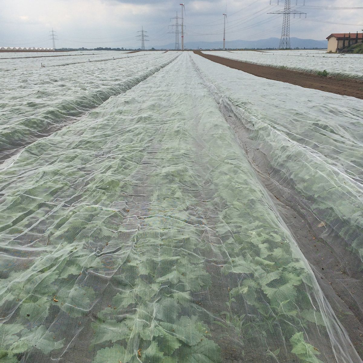Crop Protection Netting x420cm – PG Horticulture Ltd