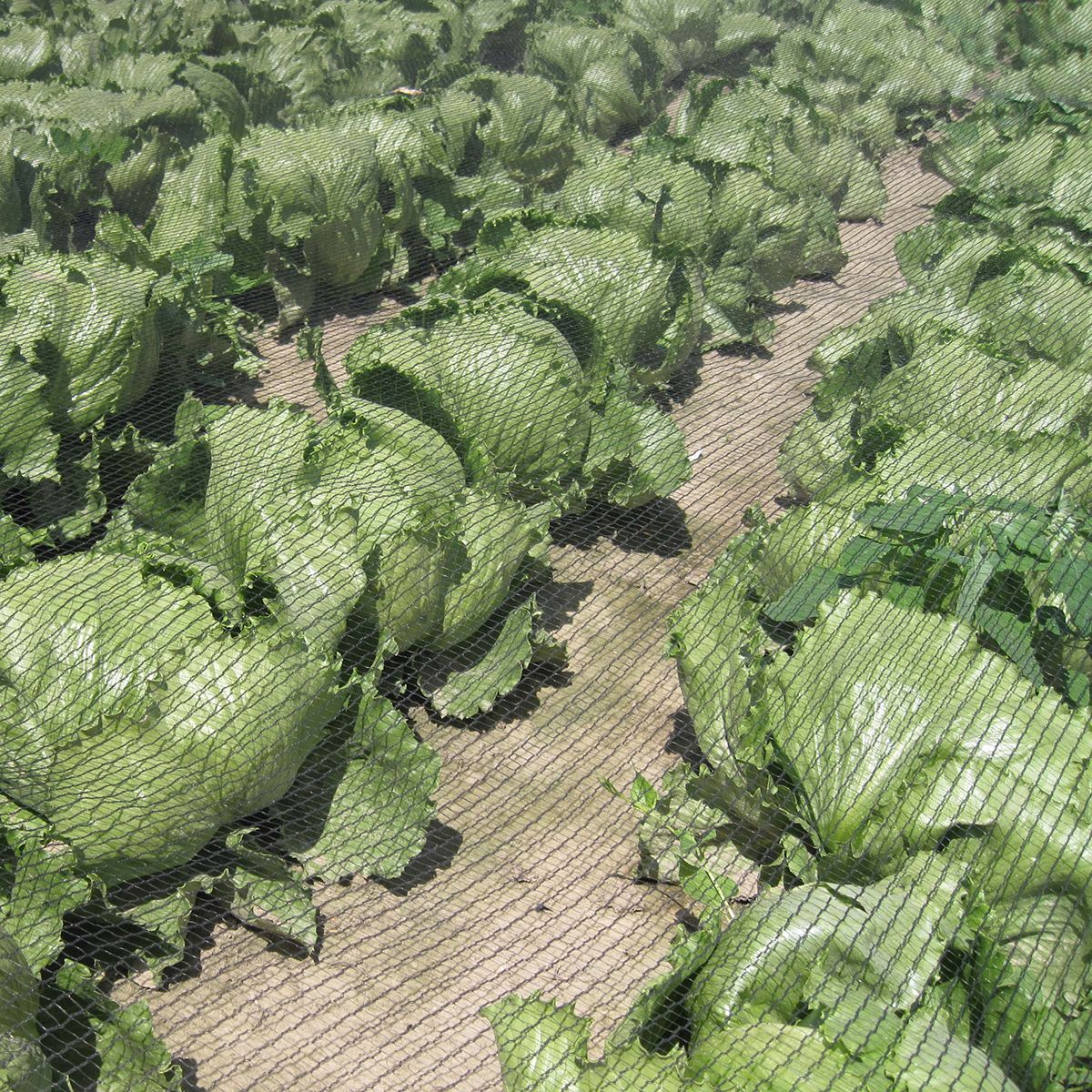 Crop Protection Netting x200cm – PG Horticulture Ltd