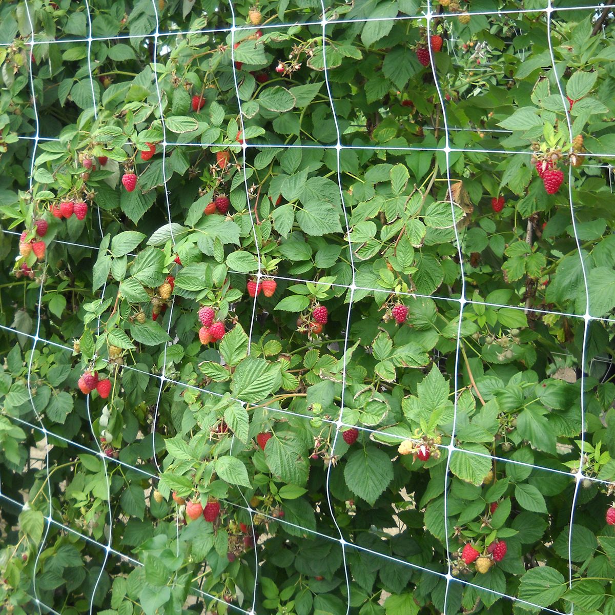 Flower support net x1.25m – PG Horticulture Ltd