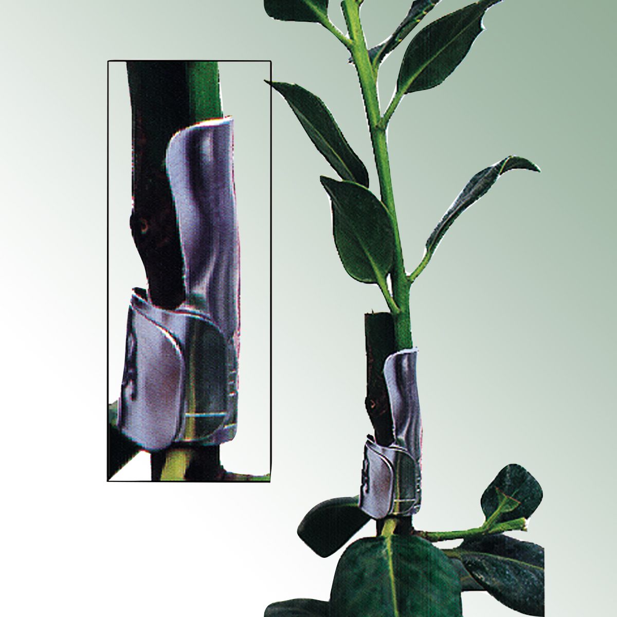 Budding Guide Pack = 100 pieces – PG Horticulture Ltd