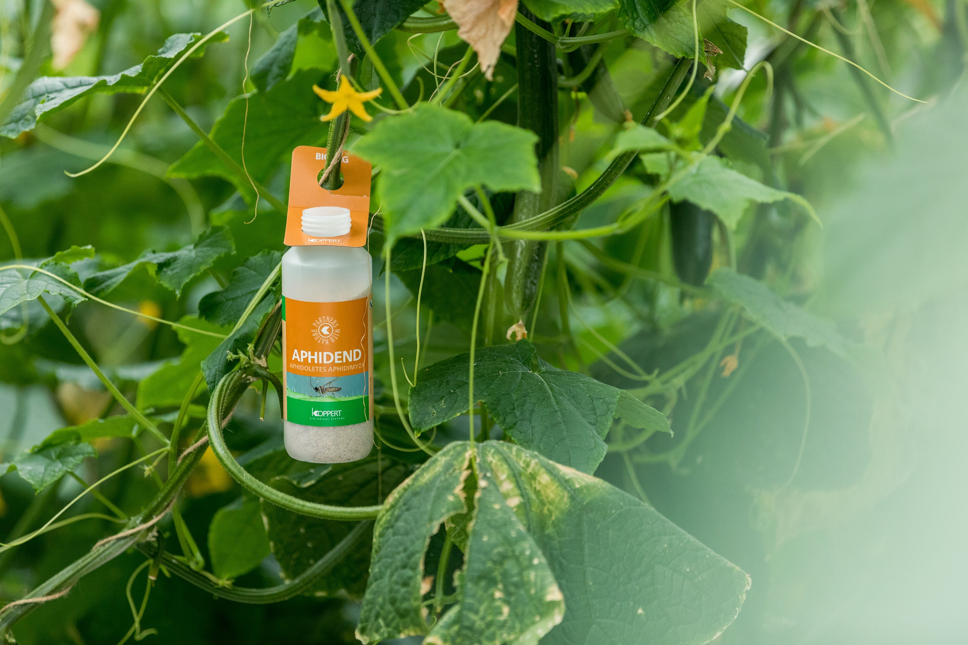 Aphidend x 1,000 Aphidoletes aphidimyza pupae per bottle – PG ...